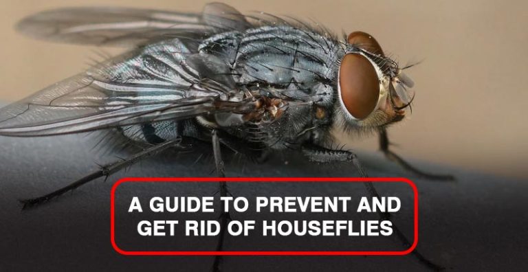 A Guide to Prevent and Get Rid of Houseflies - Service Bazaar